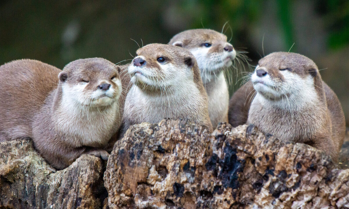 Kate Pickett and Richard Wilkinson: Inequality and Social Anxiety – The ...