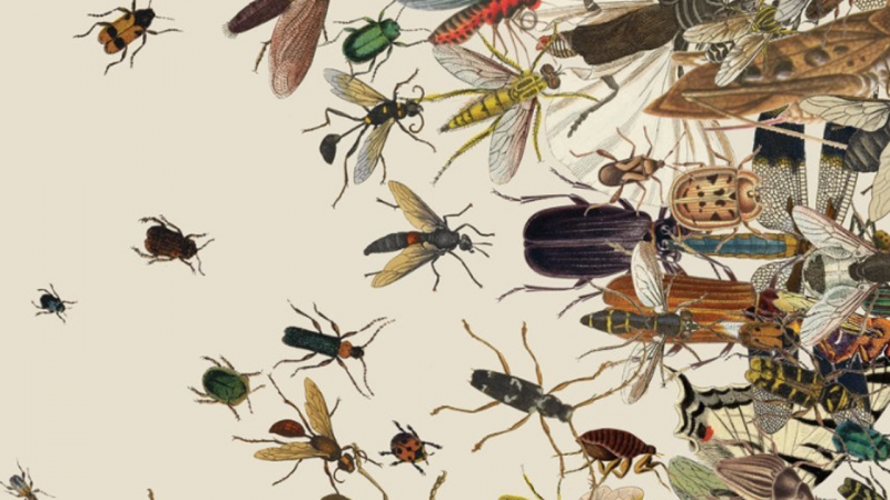 Dr Anthony Arak: The Insect Crisis – The Lit & Sci